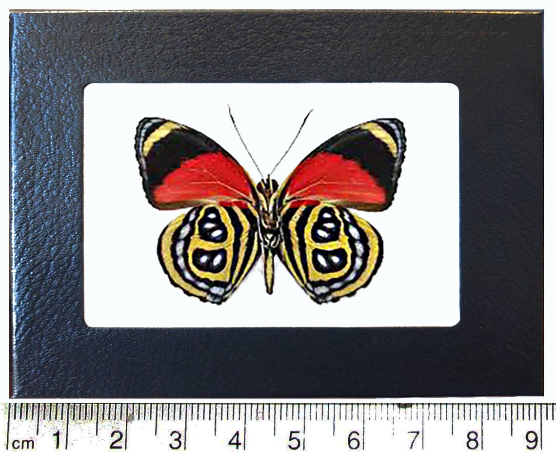 Callicore Cyllene Verso Red Yellow Butterfly Peru | Etsy