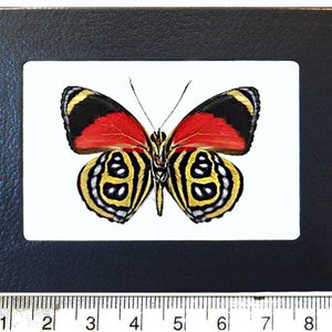 Callicore Cyllene Verso Red Yellow Butterfly Peru - Etsy