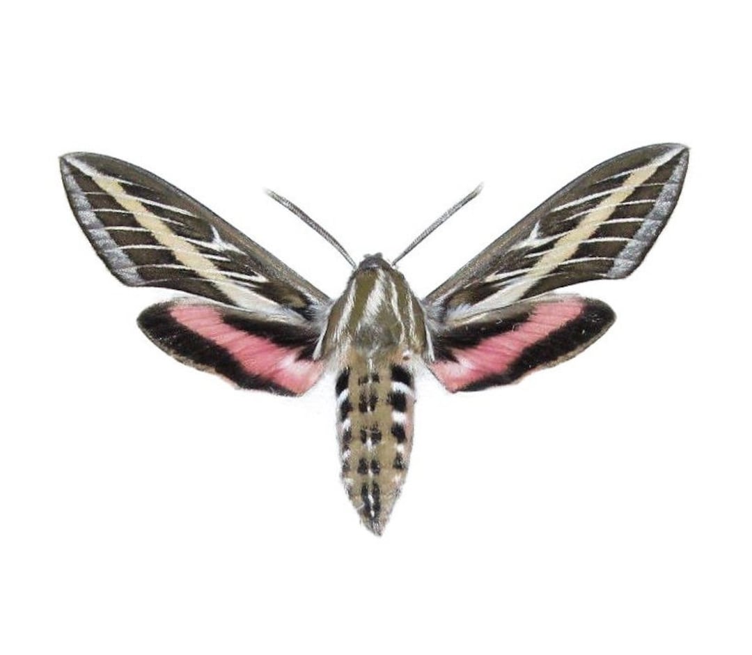 Hyles Lineata One Real Pink White Lined Sphinx Moth Arizona - Etsy