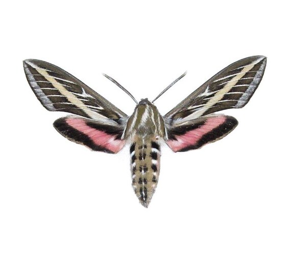 Sphinx Moth