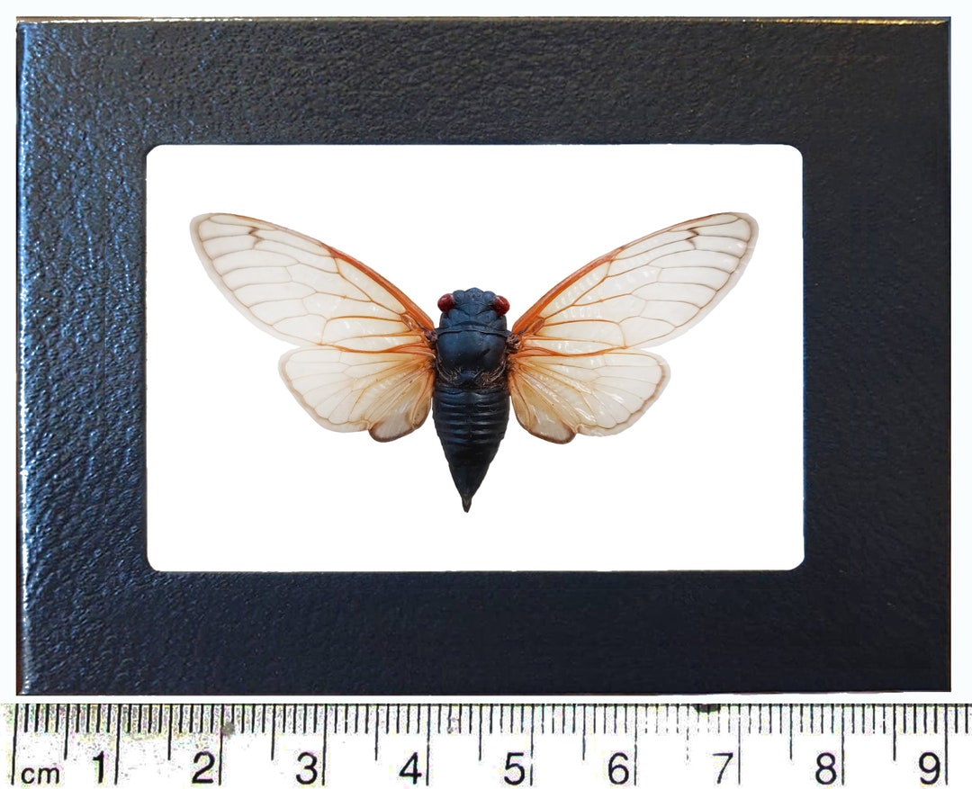 Magicicada Septendecim 17 Year Locust Pharaoh Cicada USA - Etsy