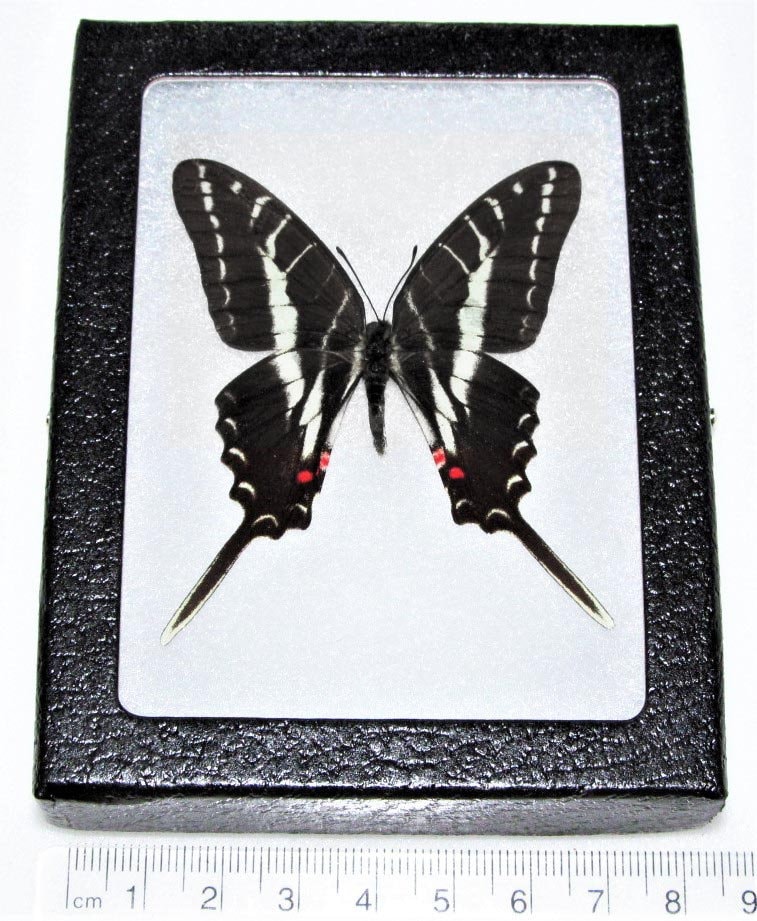 Protographium Philolaus ONE Real Butterfly Red White Black - Etsy Denmark