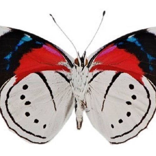 Callicore Kolyma One Real Butterfly Red White Verso Peru - Etsy