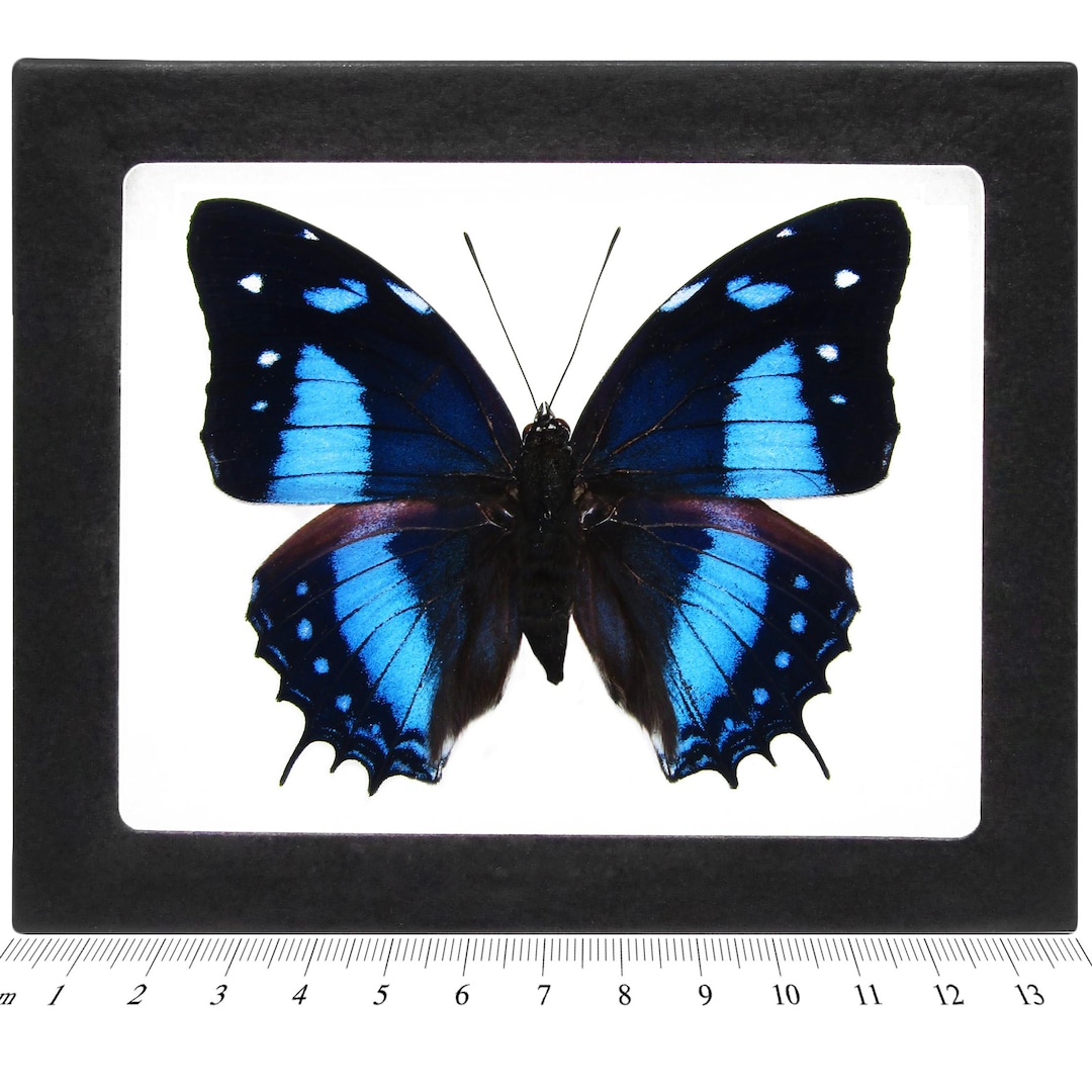 Baeotus Amazonicus RECTO Blue Black Butterfly Peru - Etsy