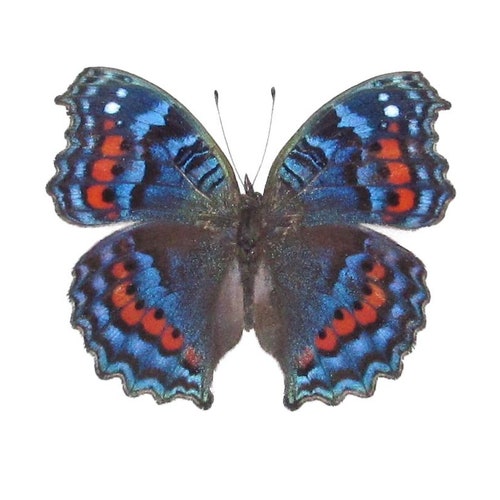 Cymothoe Sangaris One Real Butterfly Red Africa - Etsy