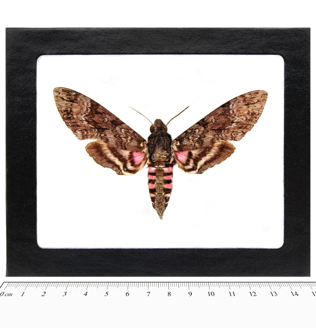 Agrius Cingulatus Pink Sphinx Moth Guatemala - Etsy