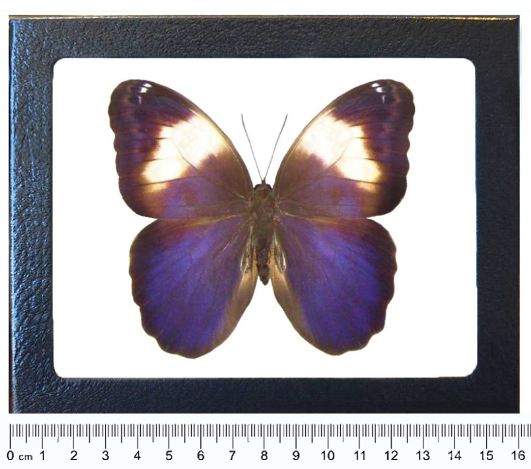 Caligo Martia Purple Owl Butterfly Paraguay RARE - Etsy