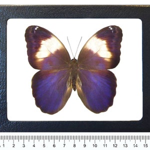 Caligo Martia Purple Owl Butterfly Paraguay RARE - Etsy