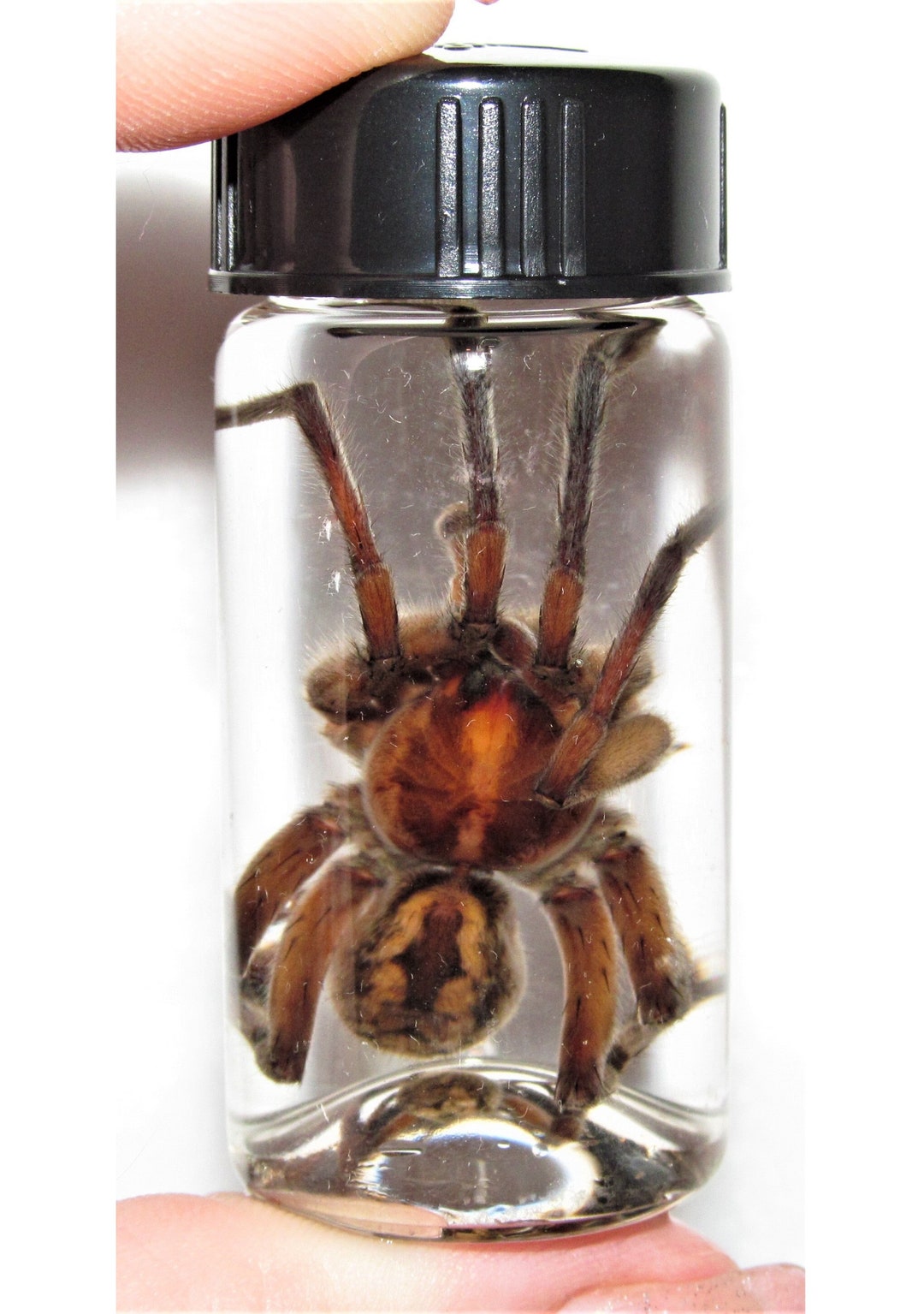 Extra Large Hogna Carolinensis Arizona Wolf Spider XL Wet Specimen - Etsy