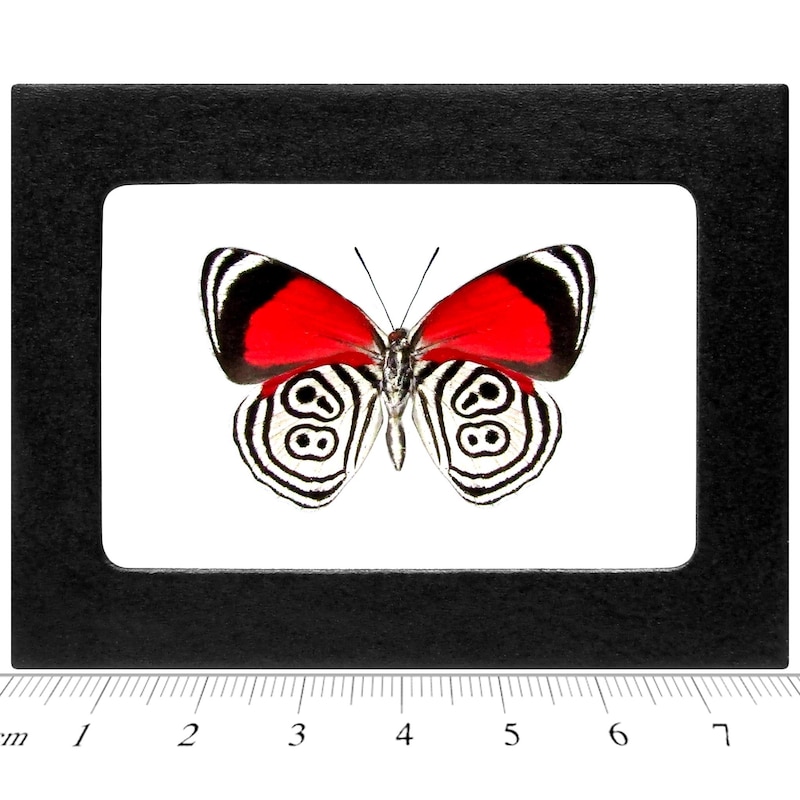 Diaethria Clymena - Etsy