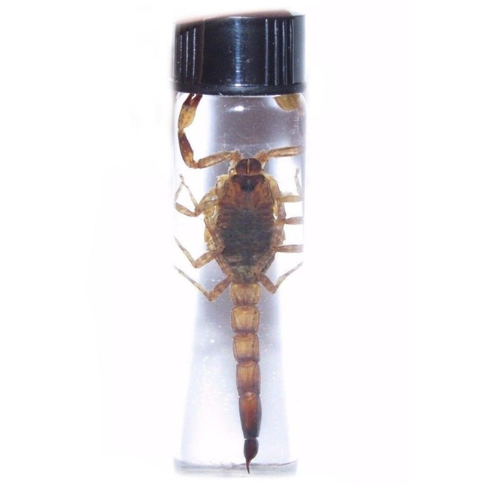 Wet Specimen Real GOLD Desert Scorpion Preserved in Glass Vial ...