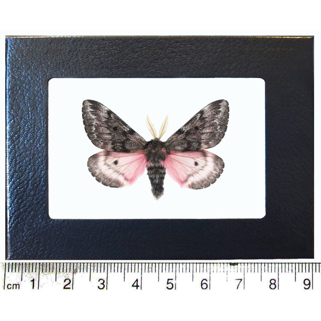 Coloradia Pink Saturn Moth Arizona USA - Etsy