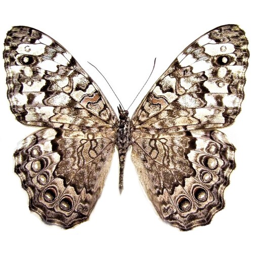 Microstigma Rotundatum Clear Yellow Dragonfly Damselfly Peru - Etsy