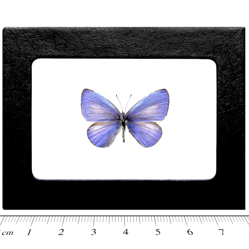 Butterfly China Necklace - Etsy