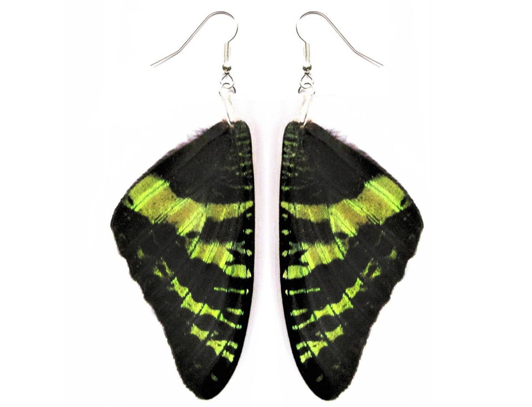 Urania Ripheus Sunset Moth Forewing Green Black REAL Preserved ...