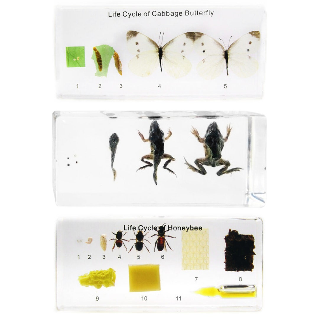 Life Cycle Frog, Bee, Butterfly, Moth - Etsy