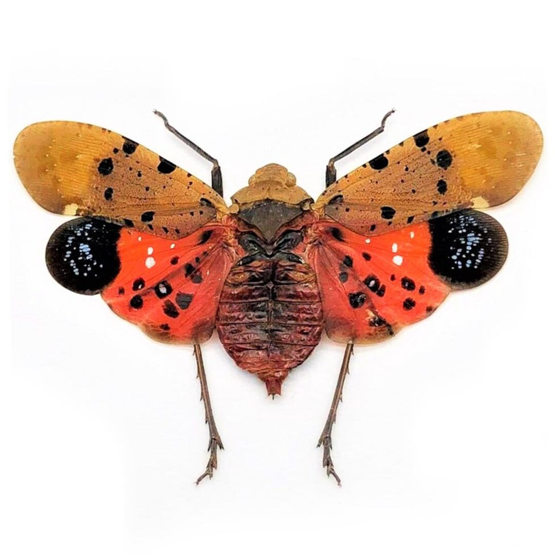 Penthicodes Atomaria ONE REAL Red Pink Fulgorid Indonesia - Etsy