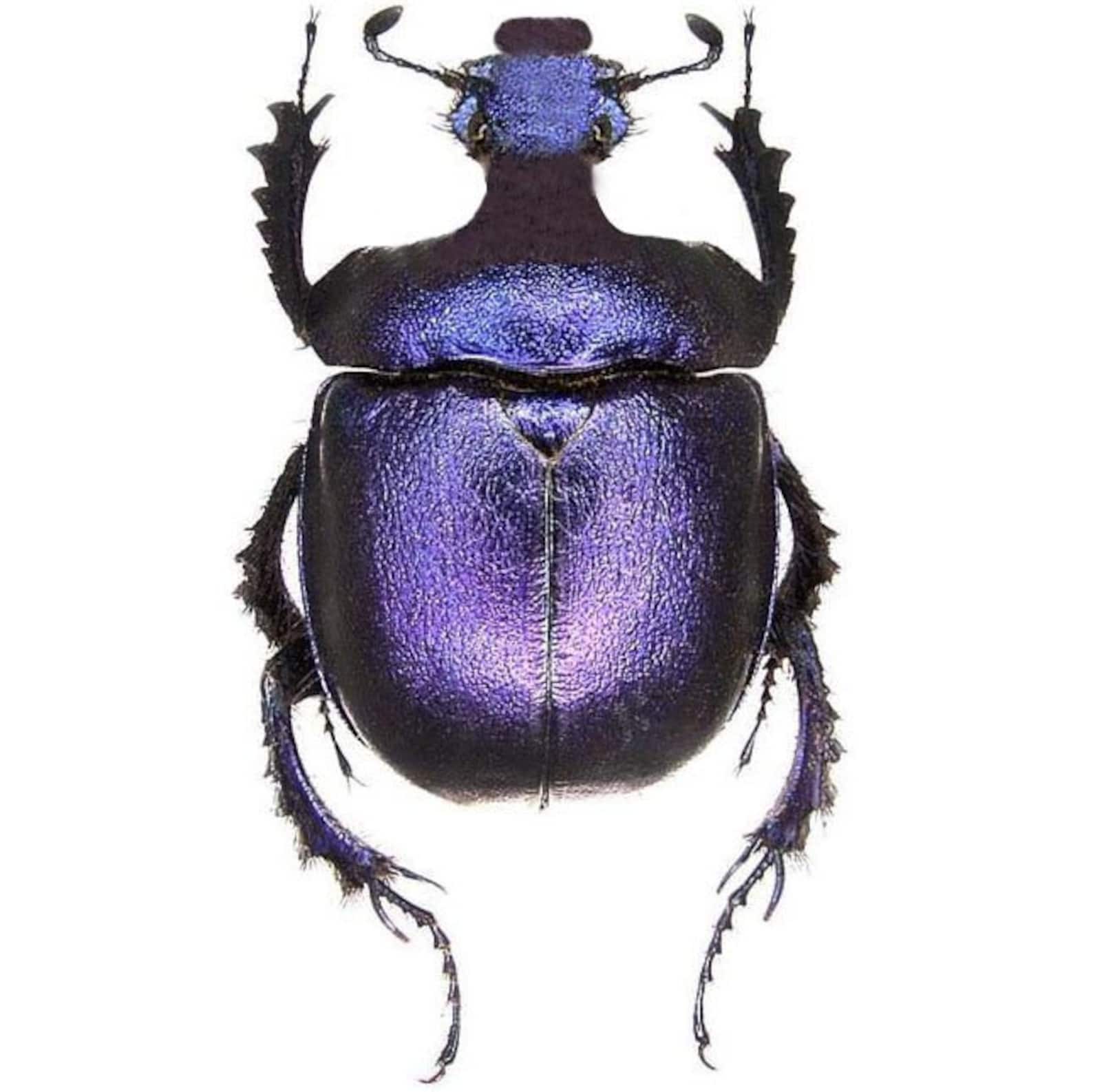Enoplotrupes Sharpi FEMALE Purple Scarab Beetle Thailand - Etsy