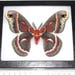 Crenis Pechueli One Real Butterfly Orange Blue Africa - Etsy