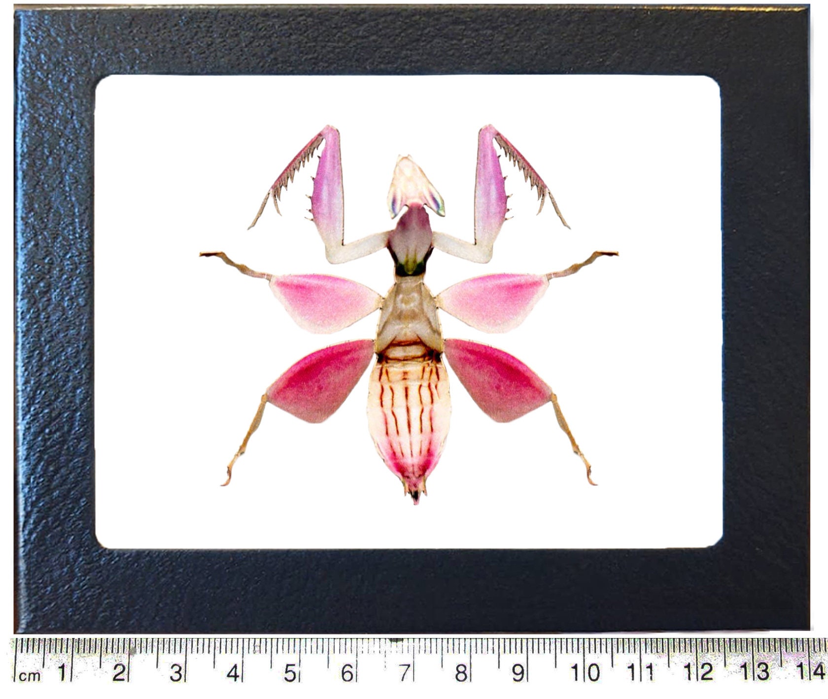 Hymenopus Coronatus REPLICA Pink Orchid Mantis Framed - Etsy
