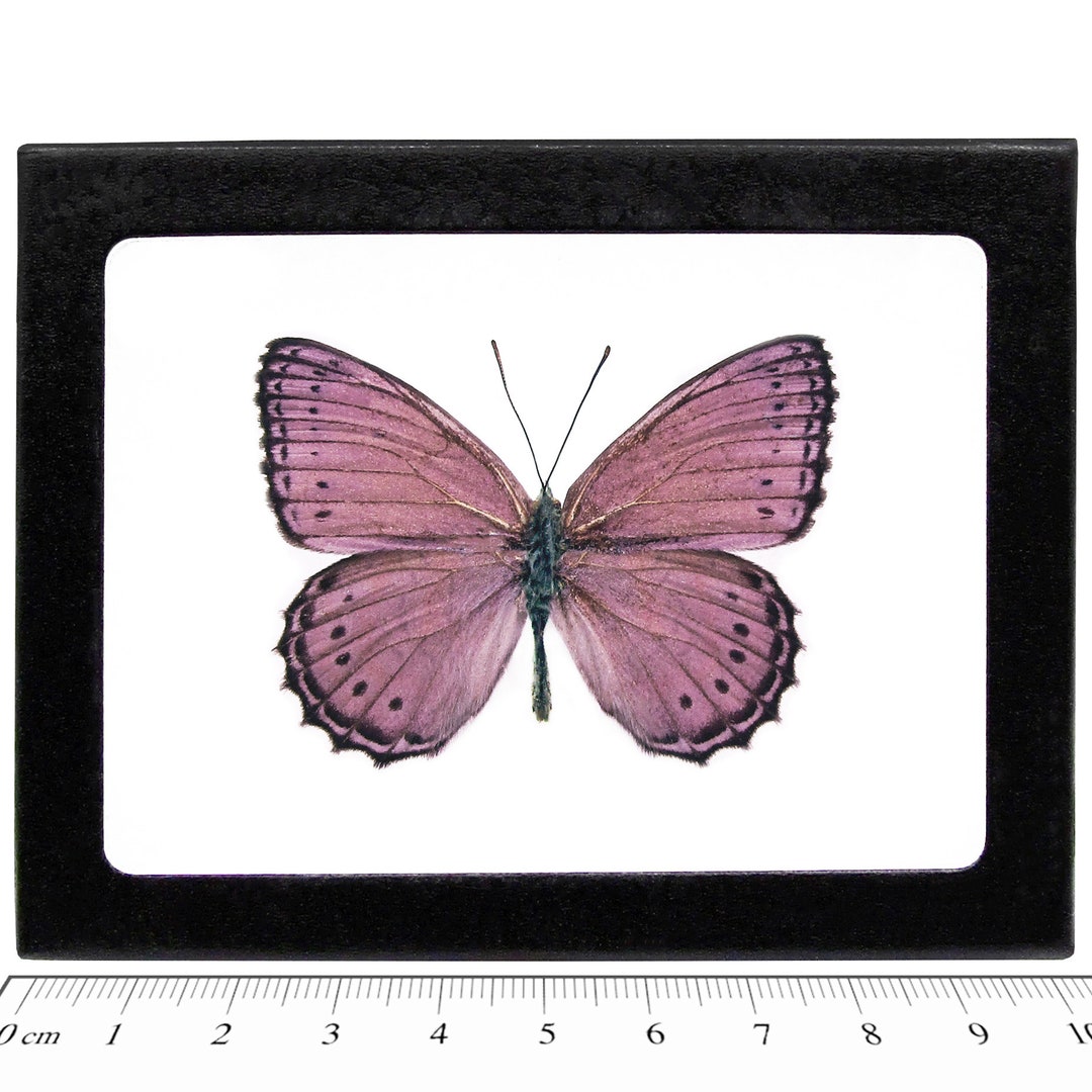 Crenis Pechueli RECTO Pink Purple Butterfly Africa - Etsy