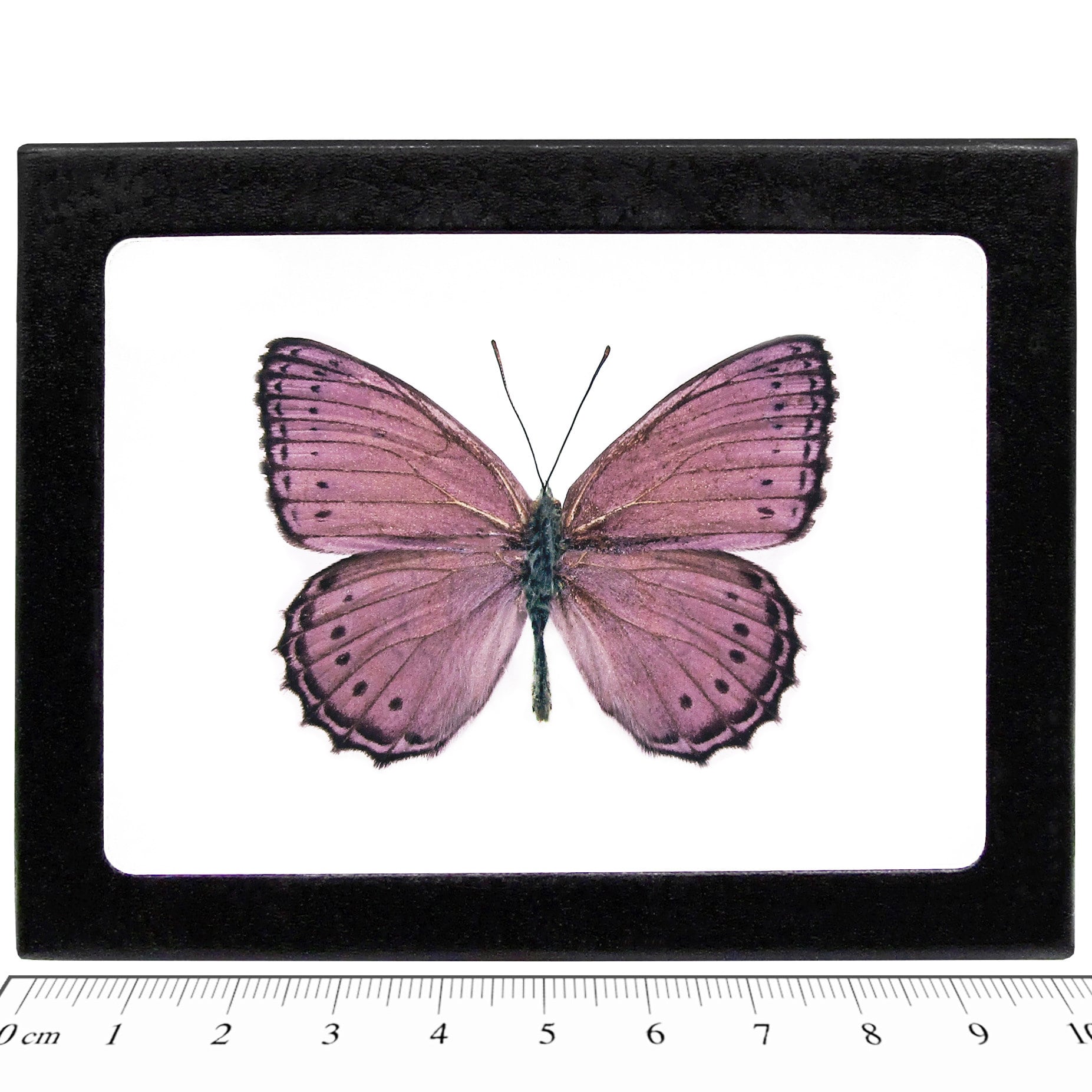 Crenis Pechueli RECTO Pink Purple Butterfly Africa - Etsy