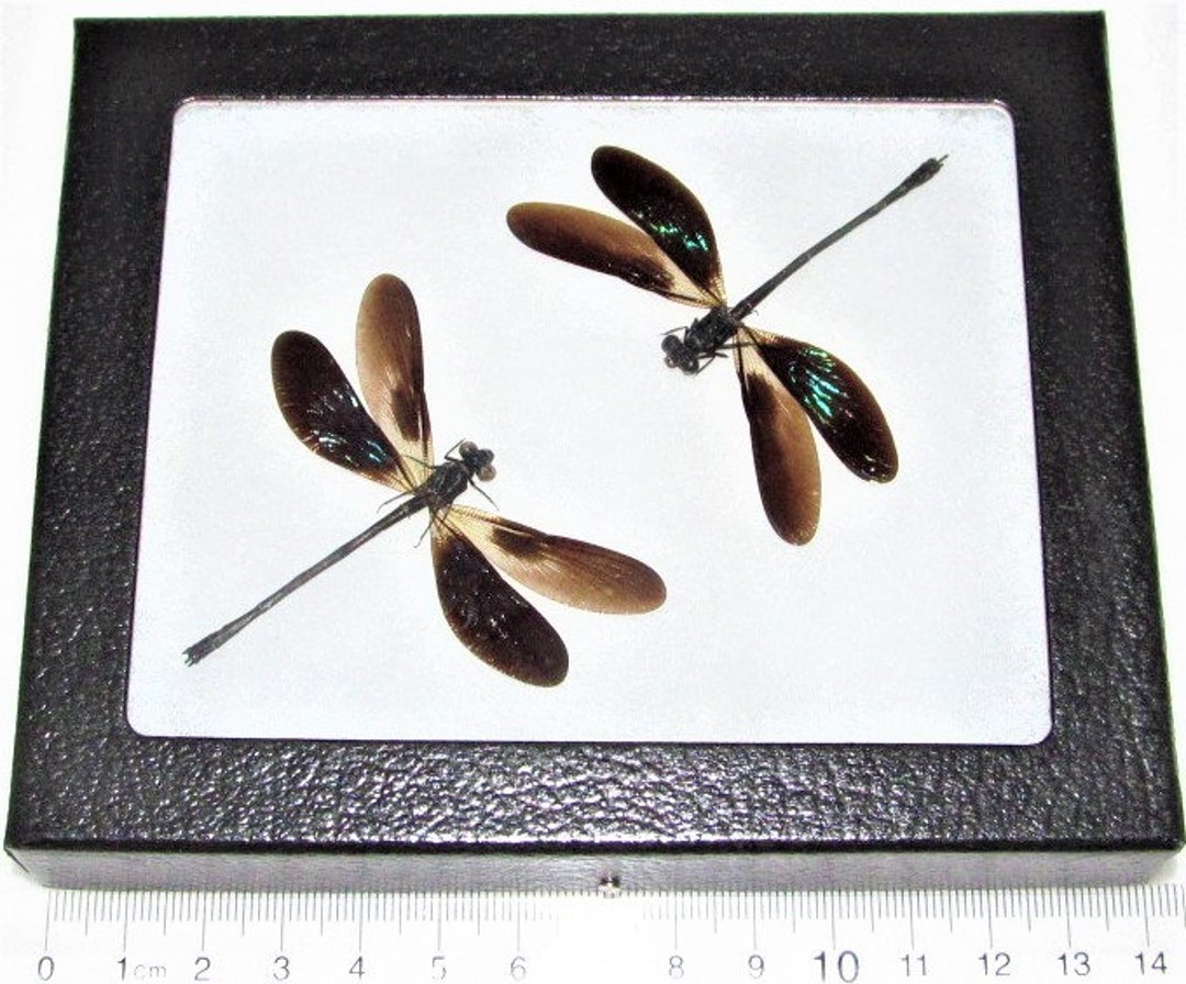 Euphaea Variegata Real Framed Green Black Dragonfly Damselfly Duo ...