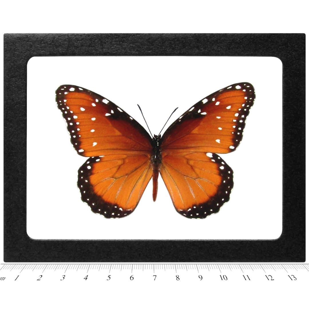 Danaus Gilippus ONE Real Butterfly Monarch Mimic Queen RECTO Arizona - Etsy