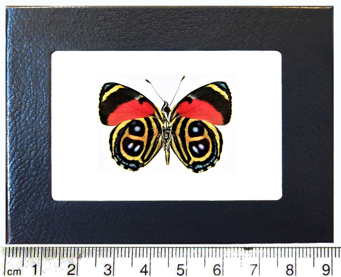 Paulogramma Peristera One Real Red Gold Butterfly Verso Peru - Etsy