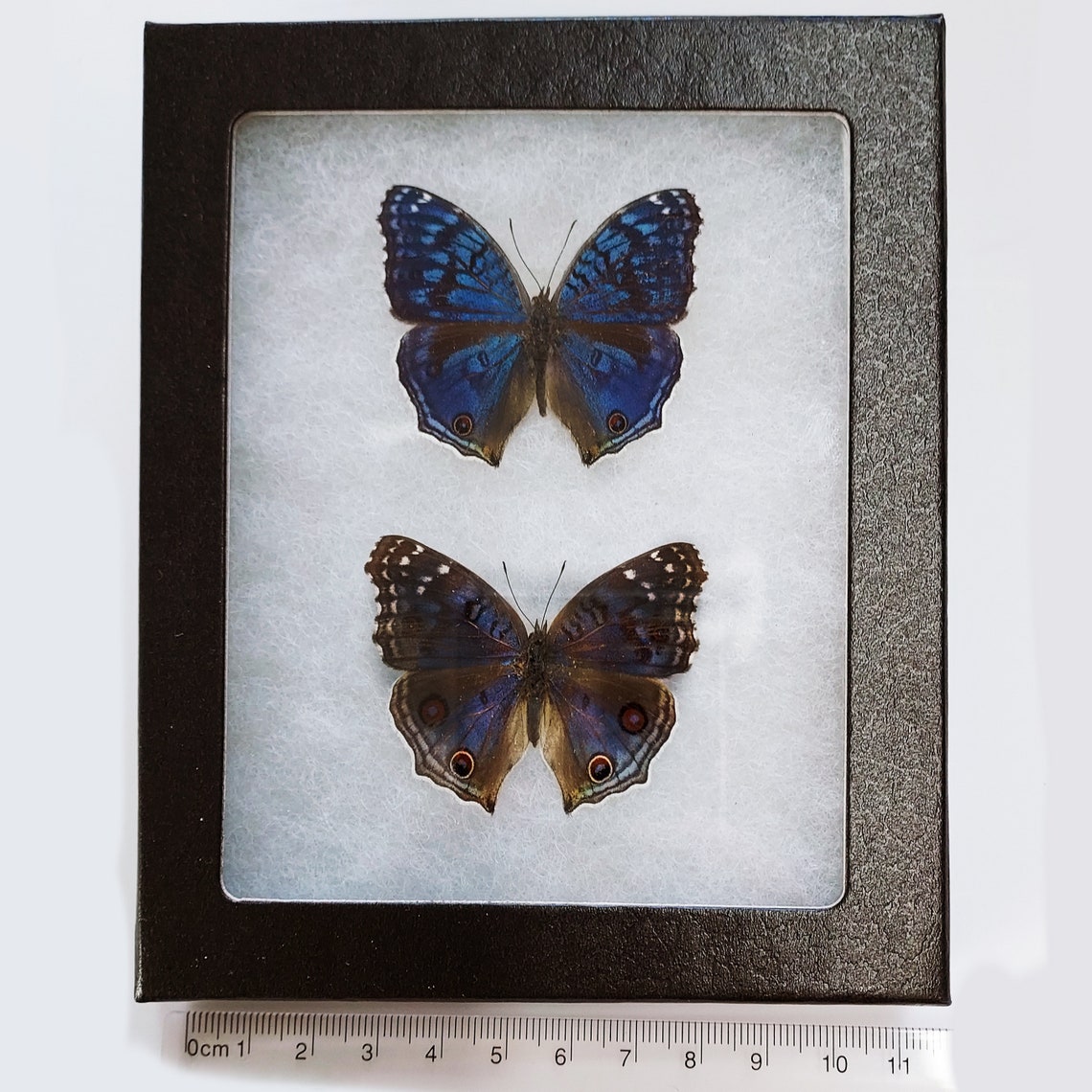 Precis Rhadama Female ONE Real Butterfly Blue Africa - Etsy