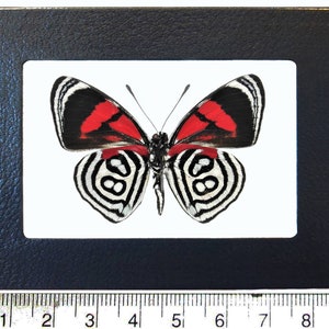 Callicore Kolyma One Real Butterfly Red White Verso Peru - Etsy