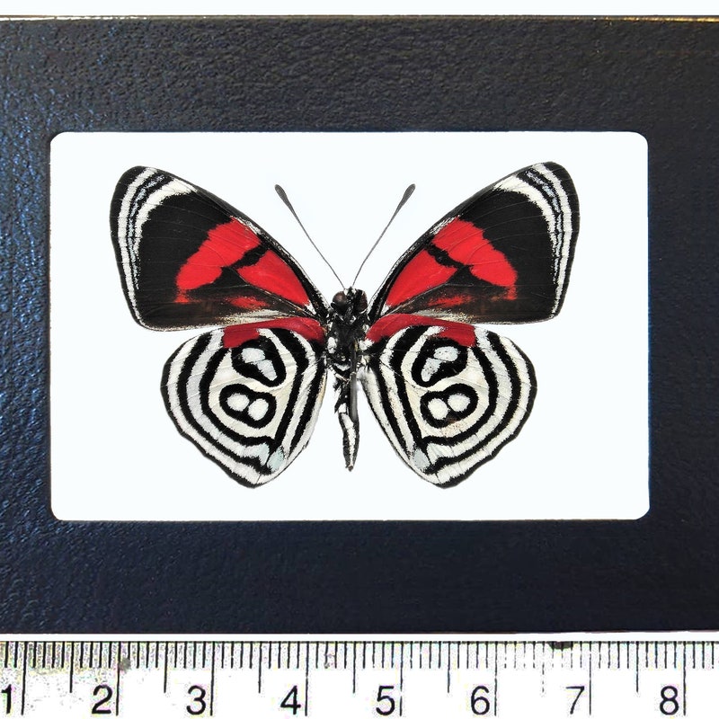 Bicbugs - Etsy