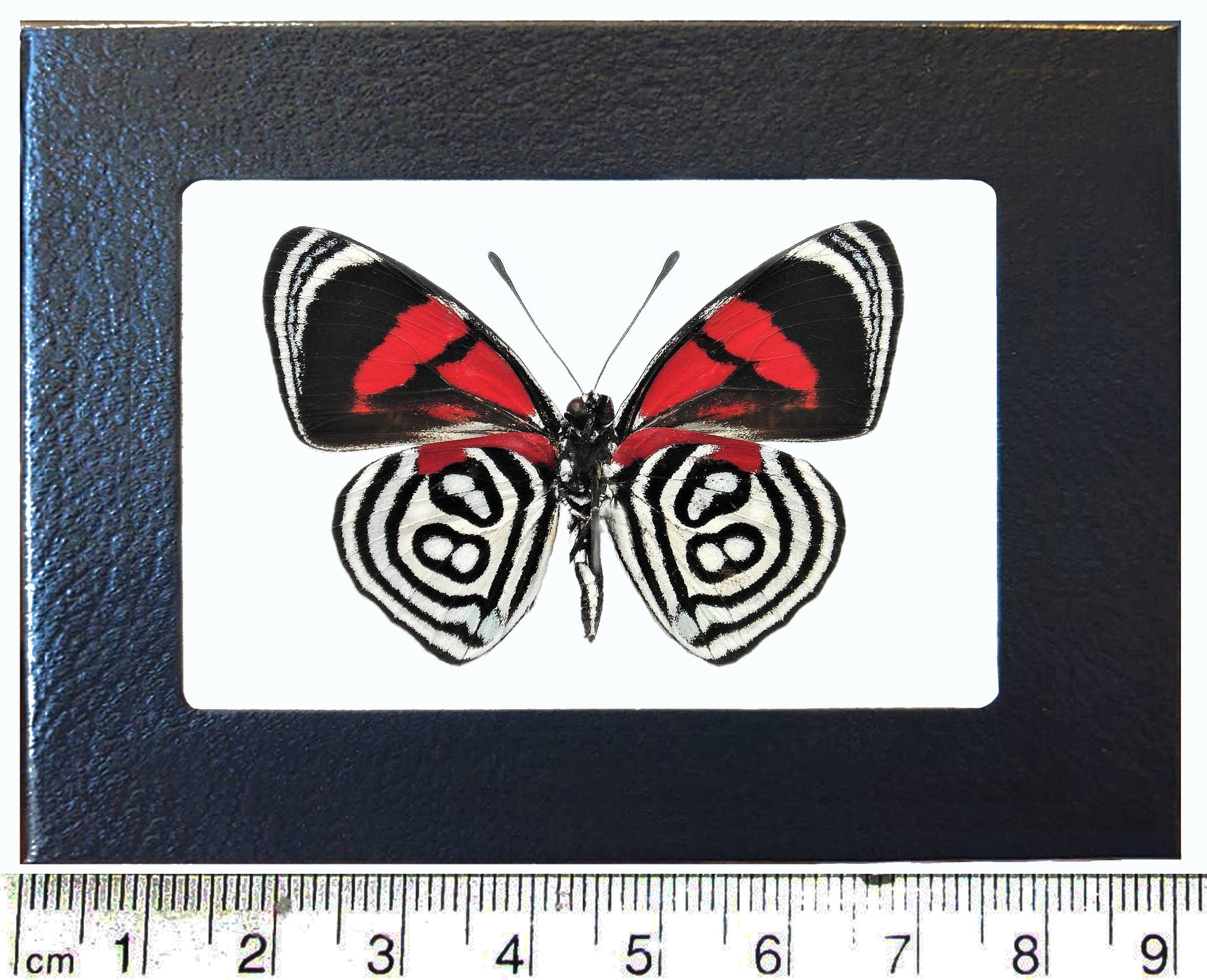 Callicore Kolyma One Real Butterfly Red White Verso Peru - Etsy
