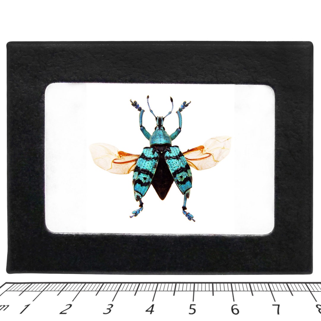 Eupholus Chevrolati Blue Green Weevil Beetle Indonesia WING SPREAD - Etsy