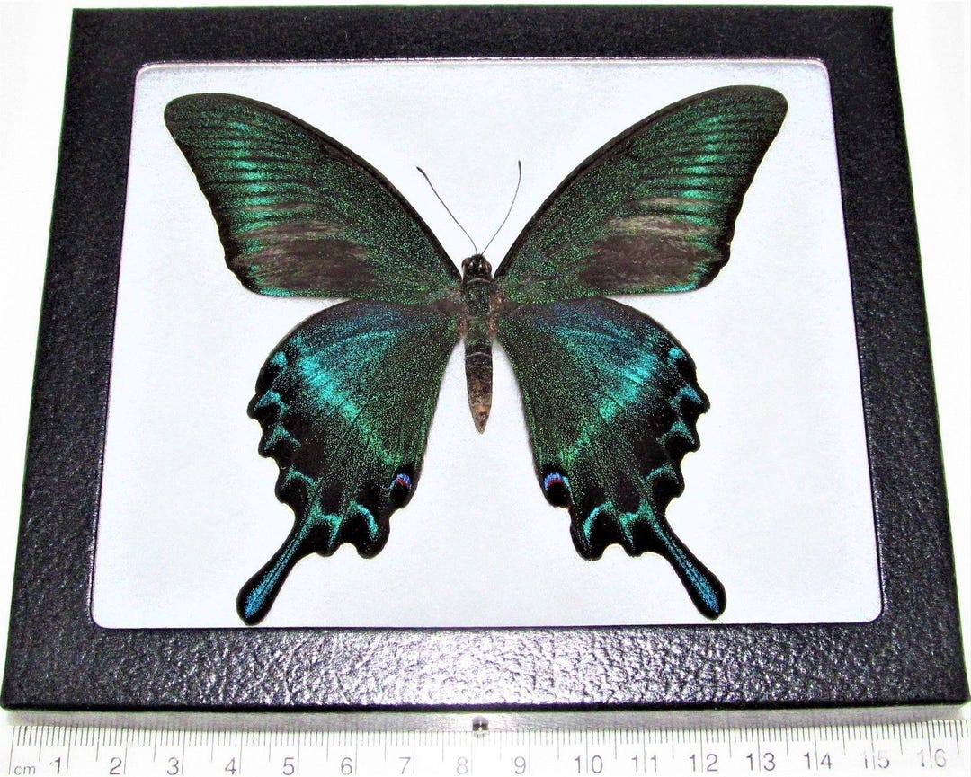Papilio Maacki SUMMER FORM Blue Green Black Swallowtail Butterfly China ...