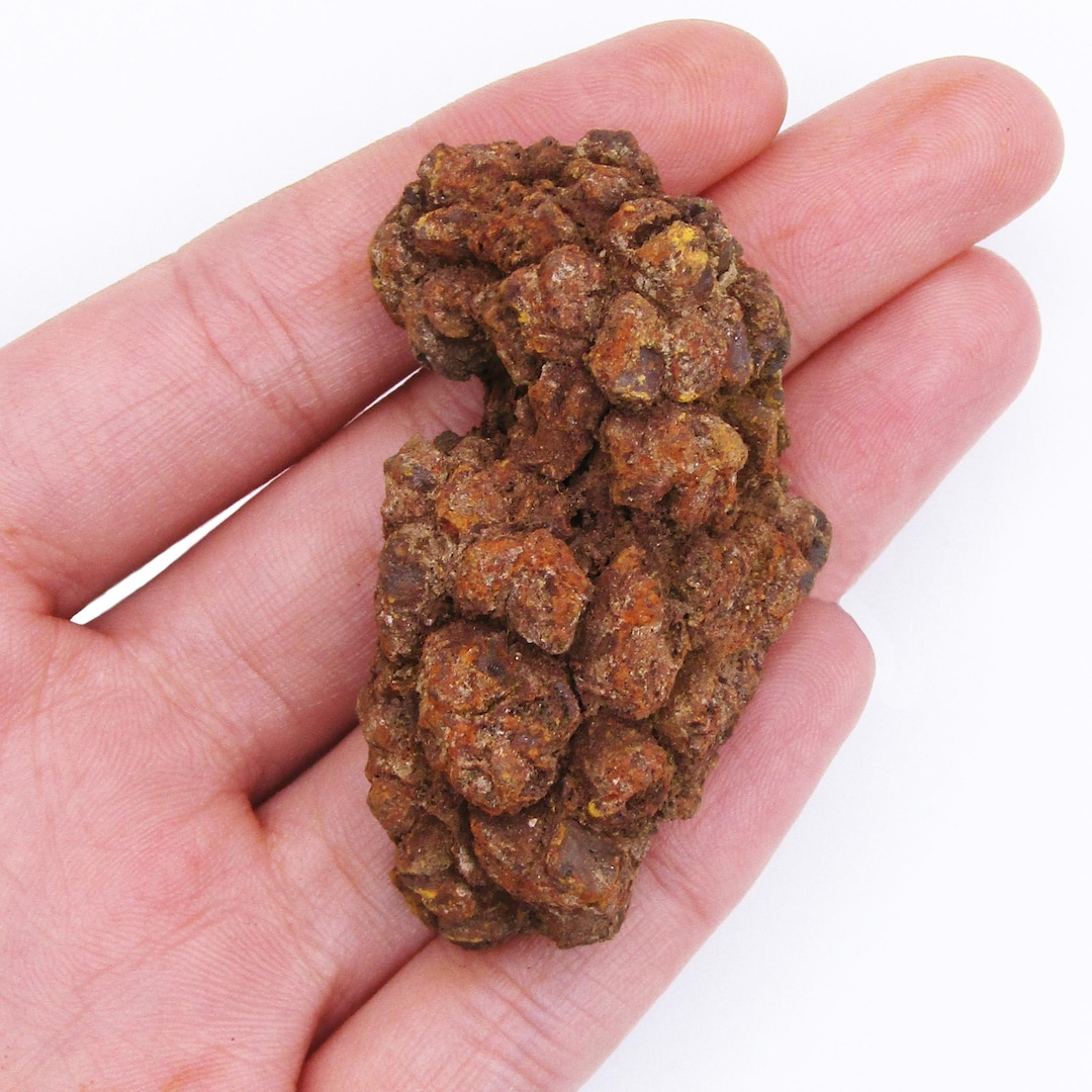Coprolite DINOSAUR POOP Fossilized Specimen - Etsy