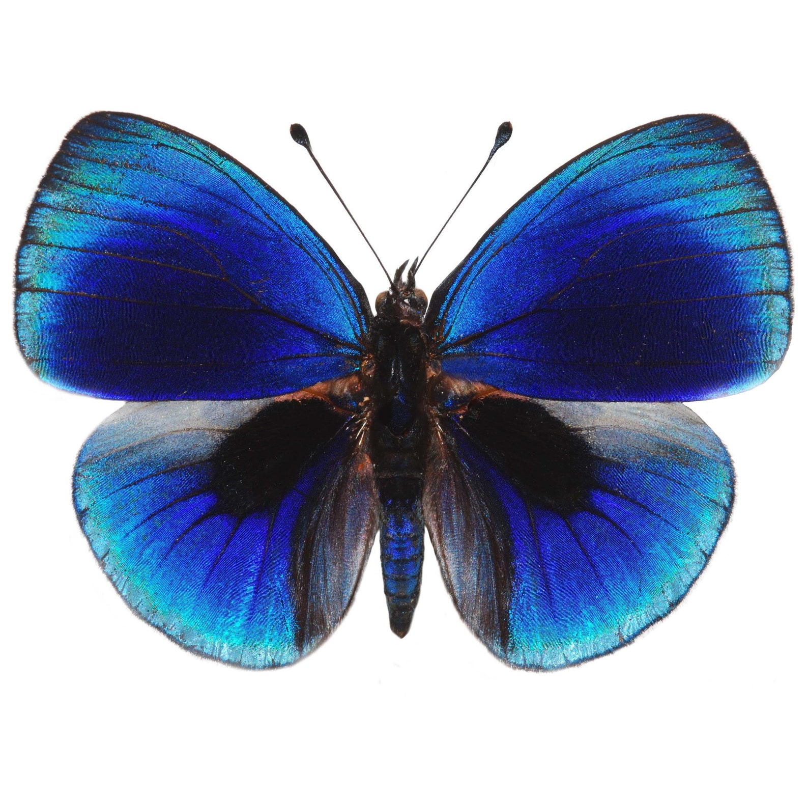 Asterope Leprieuri RECTO Blue Butterfly Peru - Etsy
