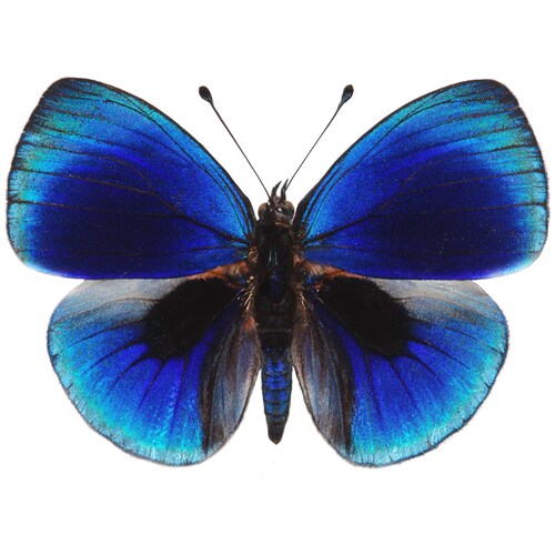 Agrias Claudina Pink Blue Butterfly Verso Peru - Etsy