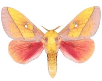Coloradia Pink Saturn Moth Arizona USA | Etsy
