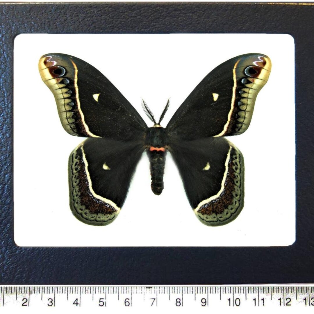 Eupackardia Calleta MALE Black Saturn Moth Arizona USA - Etsy