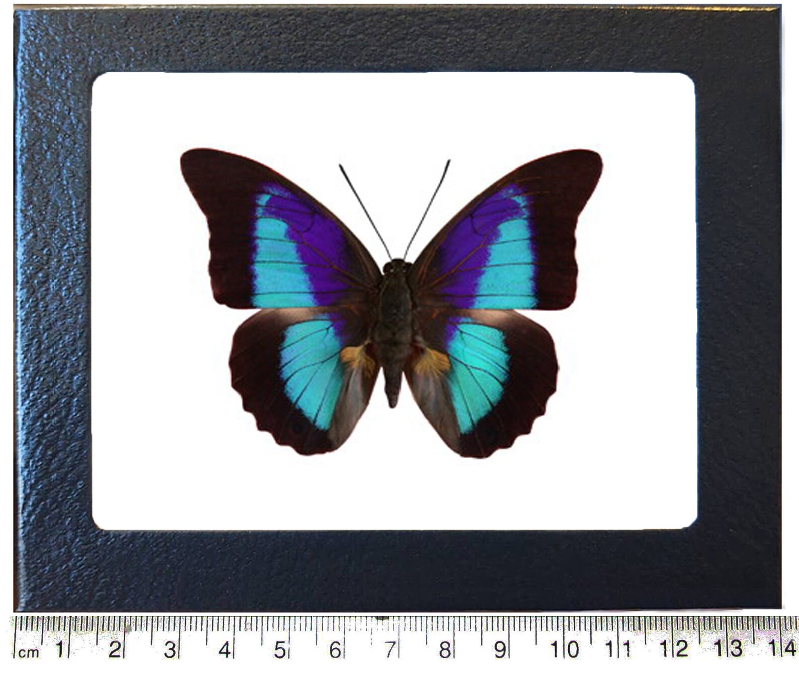 Prepona Omphale Blue Black Butterfly El Salvador - Etsy