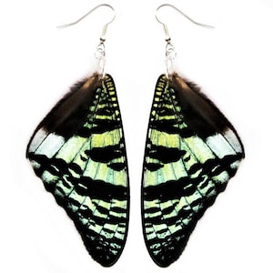 REAL Preserved Butterfly Moth Wing Earrings - Choose Species - Etsy