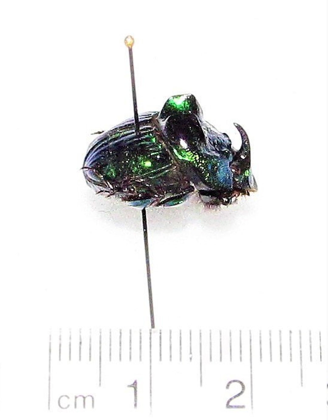 Phanaeus Demon Minor Male ONE Real Green Horned Rhinoceros Scarab Dung ...
