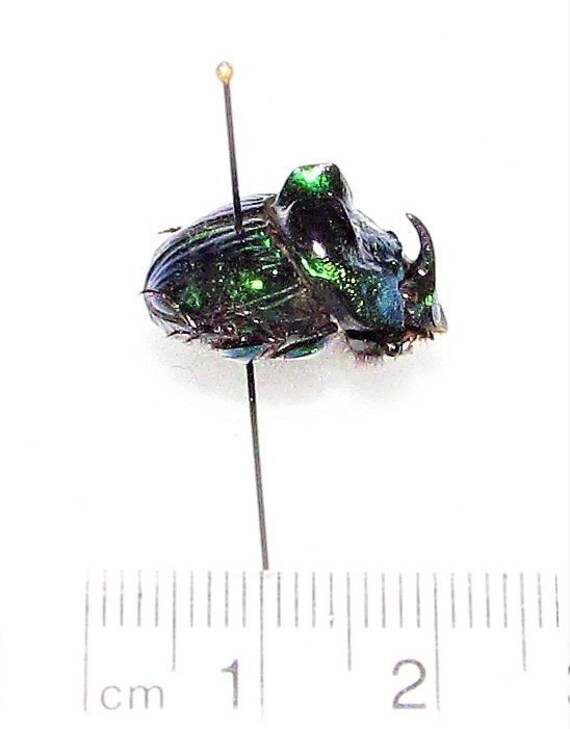 Phanaeus Demon Minor Male ONE Real Green Horned Rhinoceros - Etsy