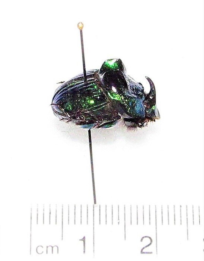 Phanaeus Demon Minor Male ONE Real Green Horned Rhinoceros Scarab Dung ...