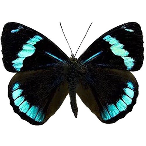 Eunica Eurota ONE Real Butterfly Blue Peru - Etsy