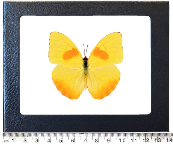 Real Yellow Butterflies