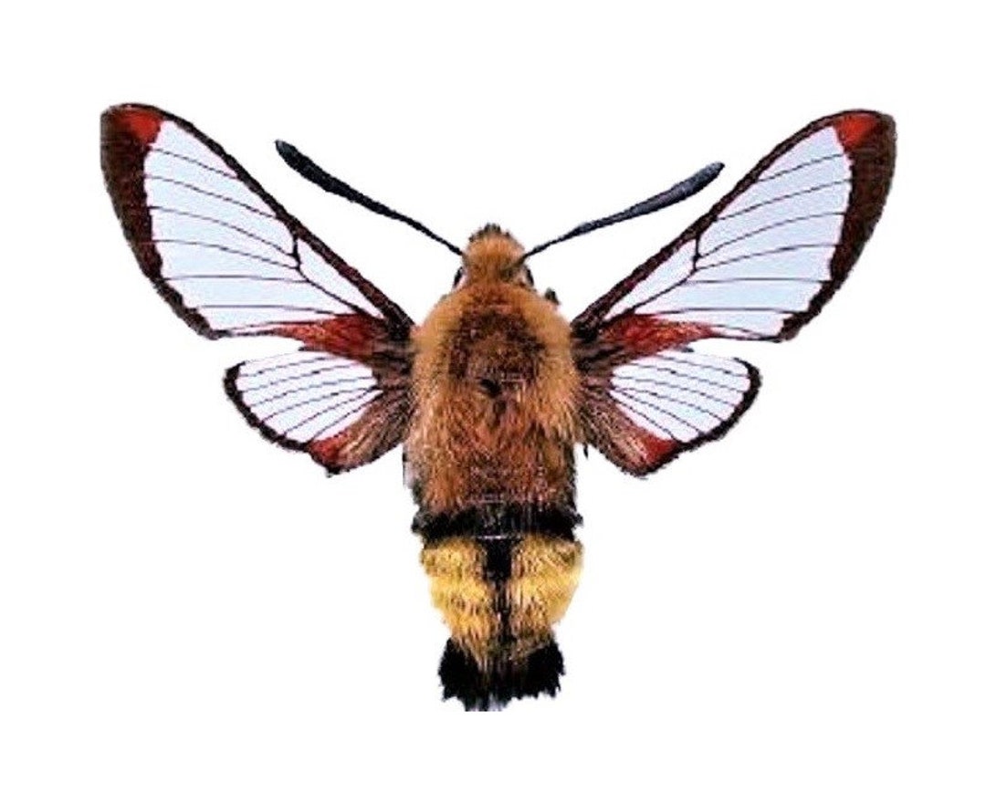 Hummingbird Moth