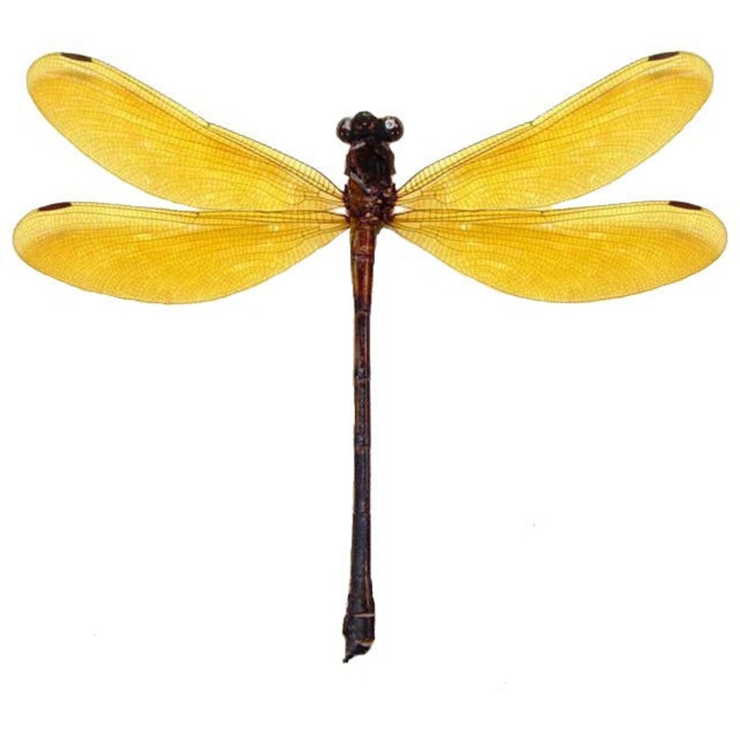 Euphaea Lara Yellow Dragonfly Damselfly Indonesia Mounted - Etsy
