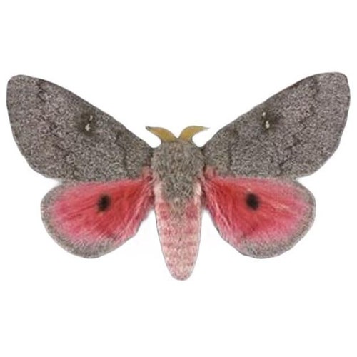 Coloradia Pink Saturn Moth Arizona USA - Etsy